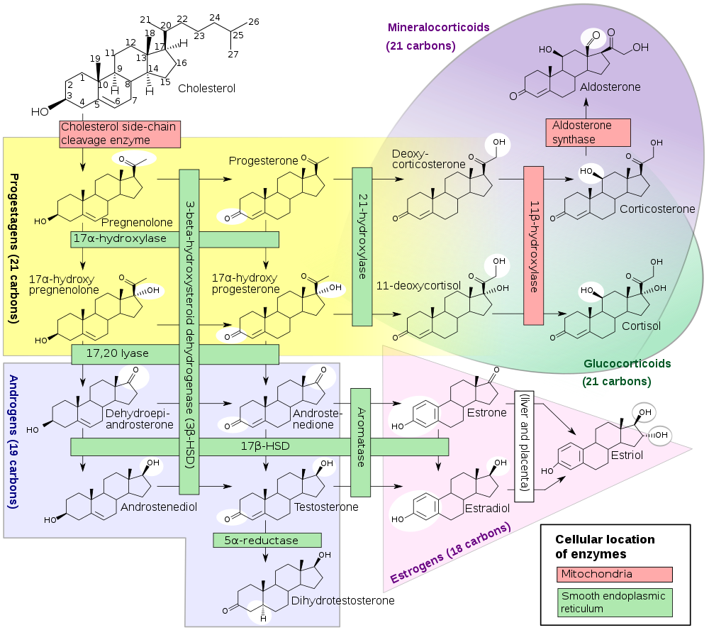 Progesterone: creation, receptors, effects, and metabolism - Genetic ...