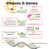 Vitamin D Genes