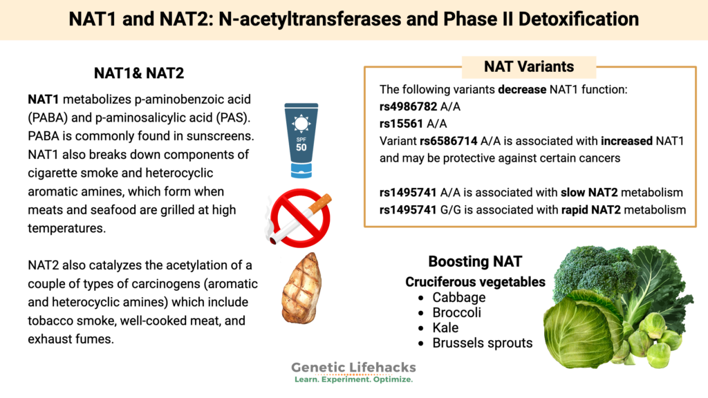 NAT1 and NAT2: N-acetyltransferases and Phase II Detoxification