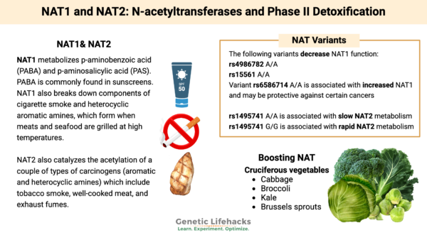 NAT1 and NAT2: N-acetyltransferases and Phase II Detoxification