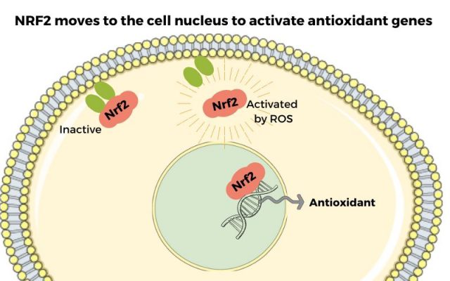 Nrf2 Pathway: Increasing the Body's Ability to Get Rid of Toxins