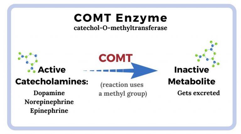 COMT Gene: Neurotransmitter Levels, Estrogen Metabolism, and SNPs