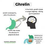 Ghrelin: The Hunger Hormone