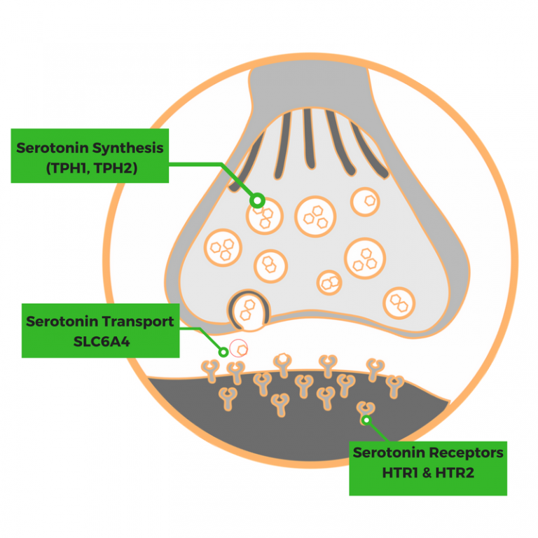 Serotonin: How Your Genes Affect this Neurotransmitter