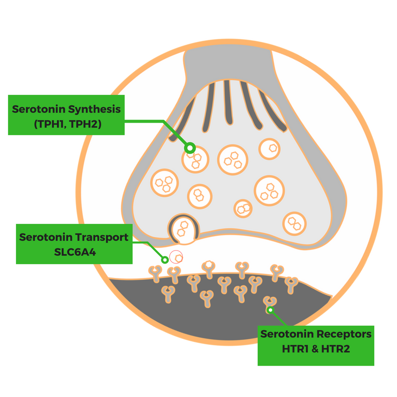 Serotonin: How Your Genes Affect this Neurotransmitter