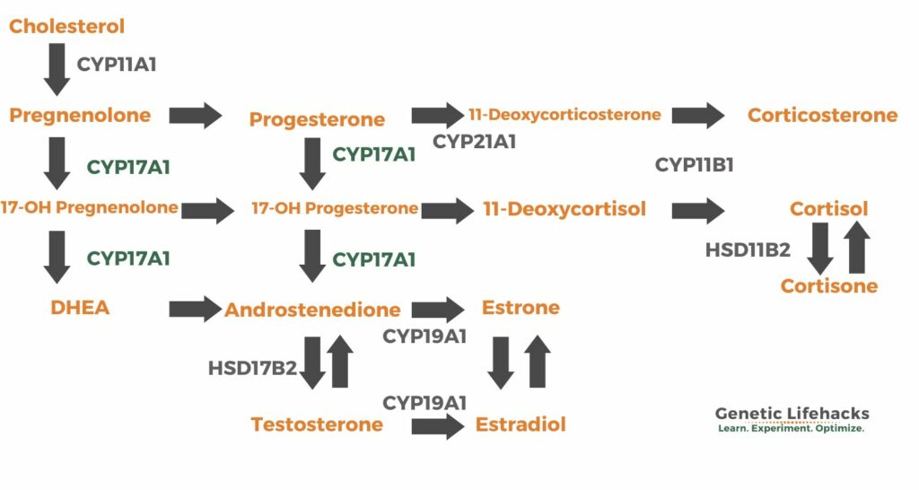 CYP17A1: Steroid Hormone Production (Testosterone, Estrogen, and DHEA)