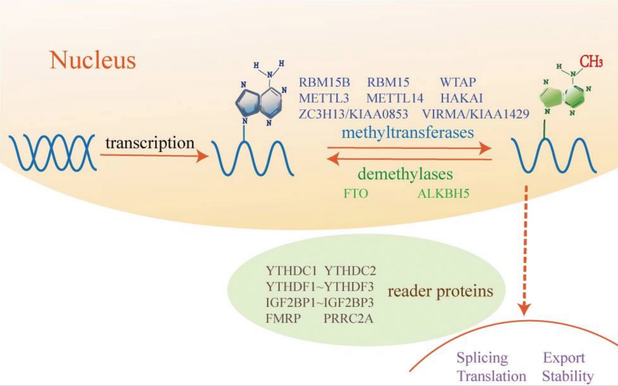 The FTO Gene and Weight