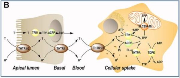 Thiamine: Genomics, Cellular Energy, and Cognitive Function