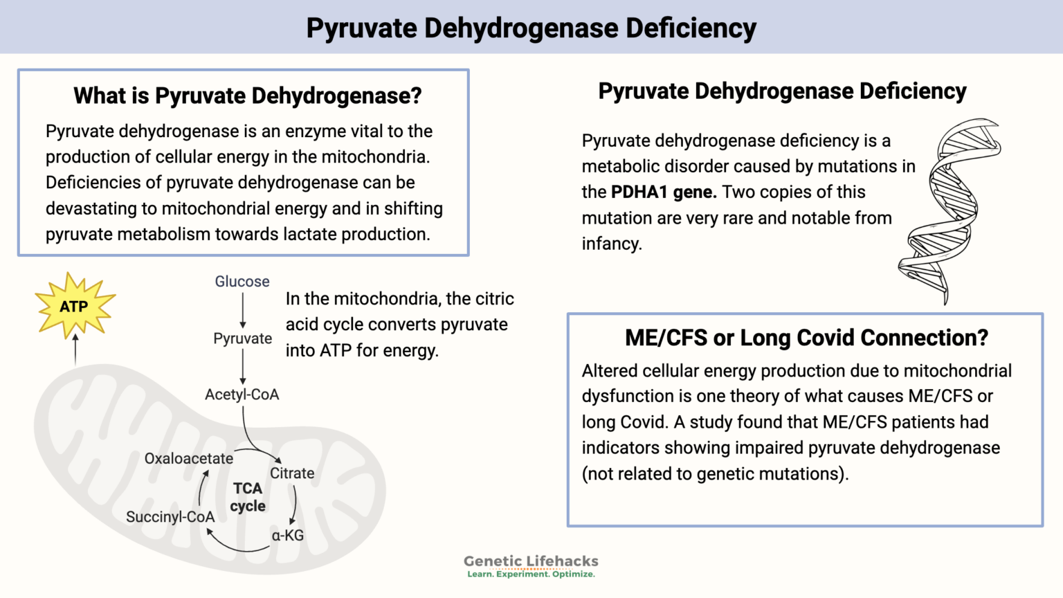 Pyruvate Dehydrogenase Deficiency - Mitochondrial Dysfunction and ...