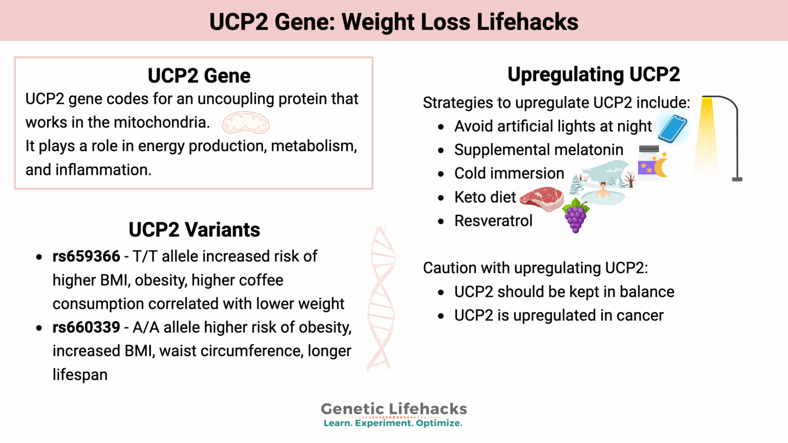 UCP2 Gene: Weight Loss Lifehacks