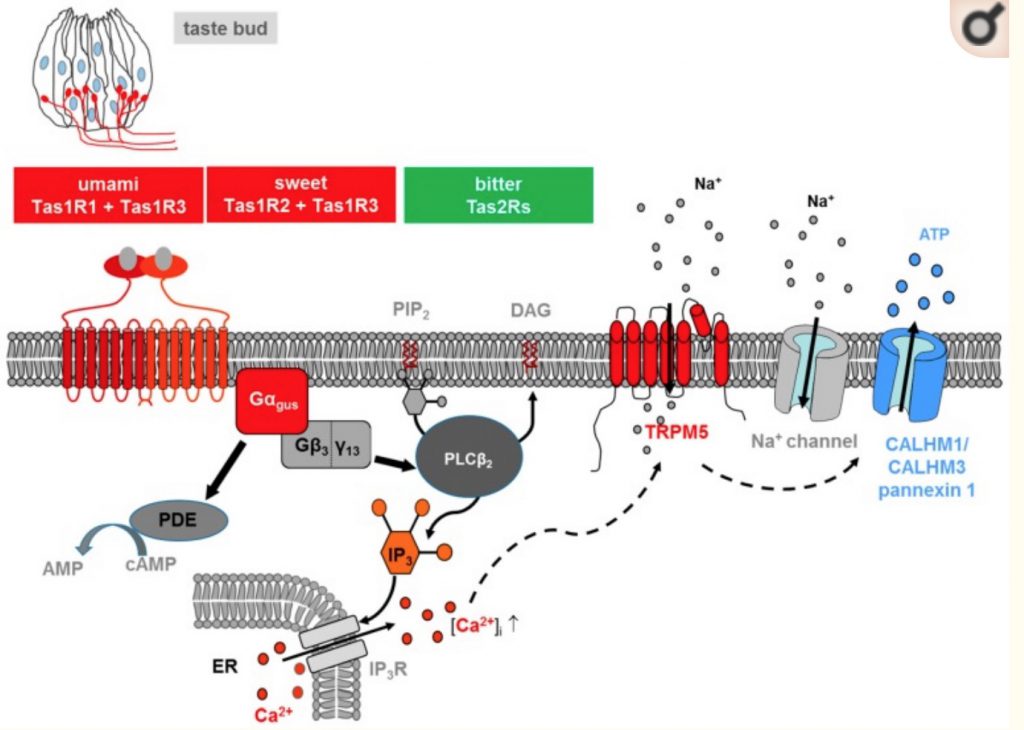 Taste Receptors: Bitter, Sweet, and Much More