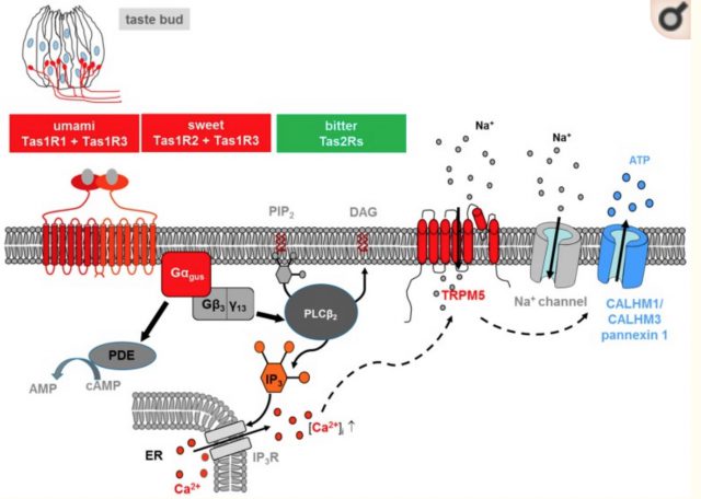 Taste Receptors: Bitter, Sweet, and Much More
