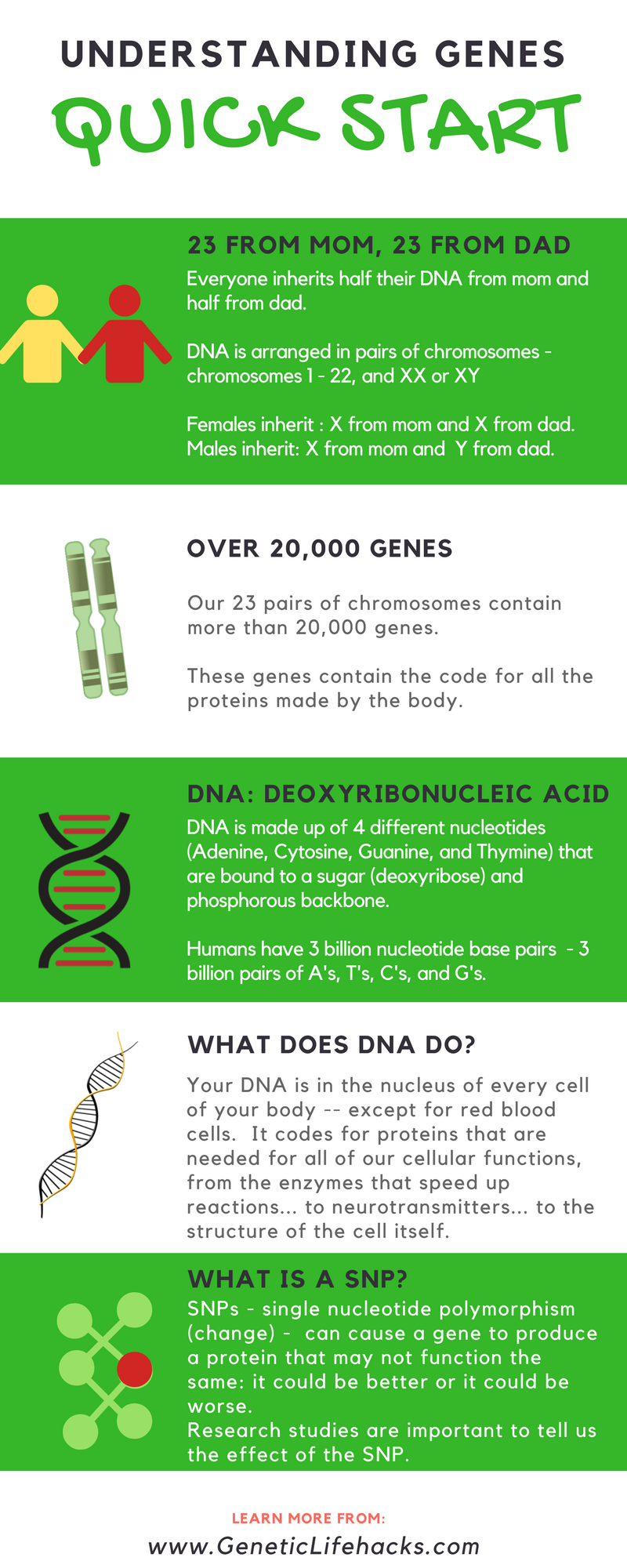 Getting Started With Genetics