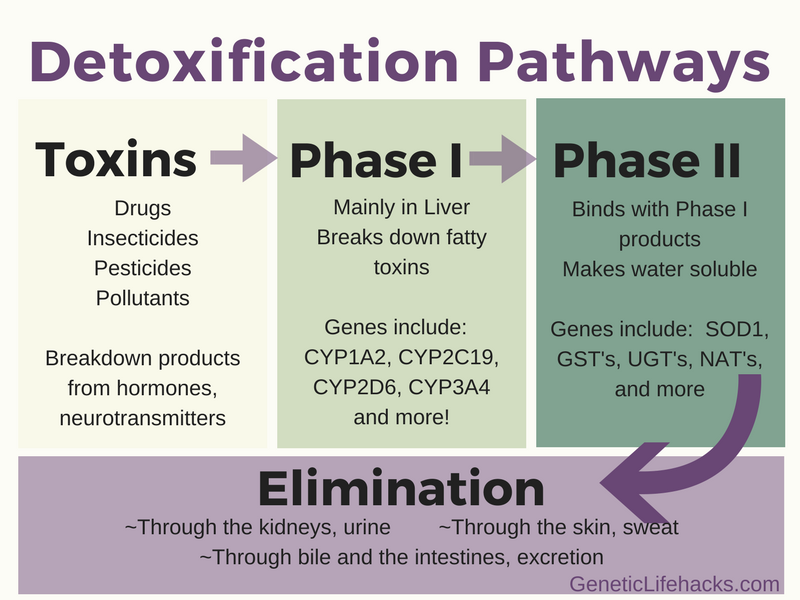 Detoxification Phase I And Phase Ii Detox Genes Genetic Lifehacks