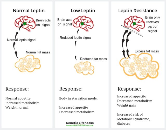 Leptin Receptors: Genetics and Hunger
