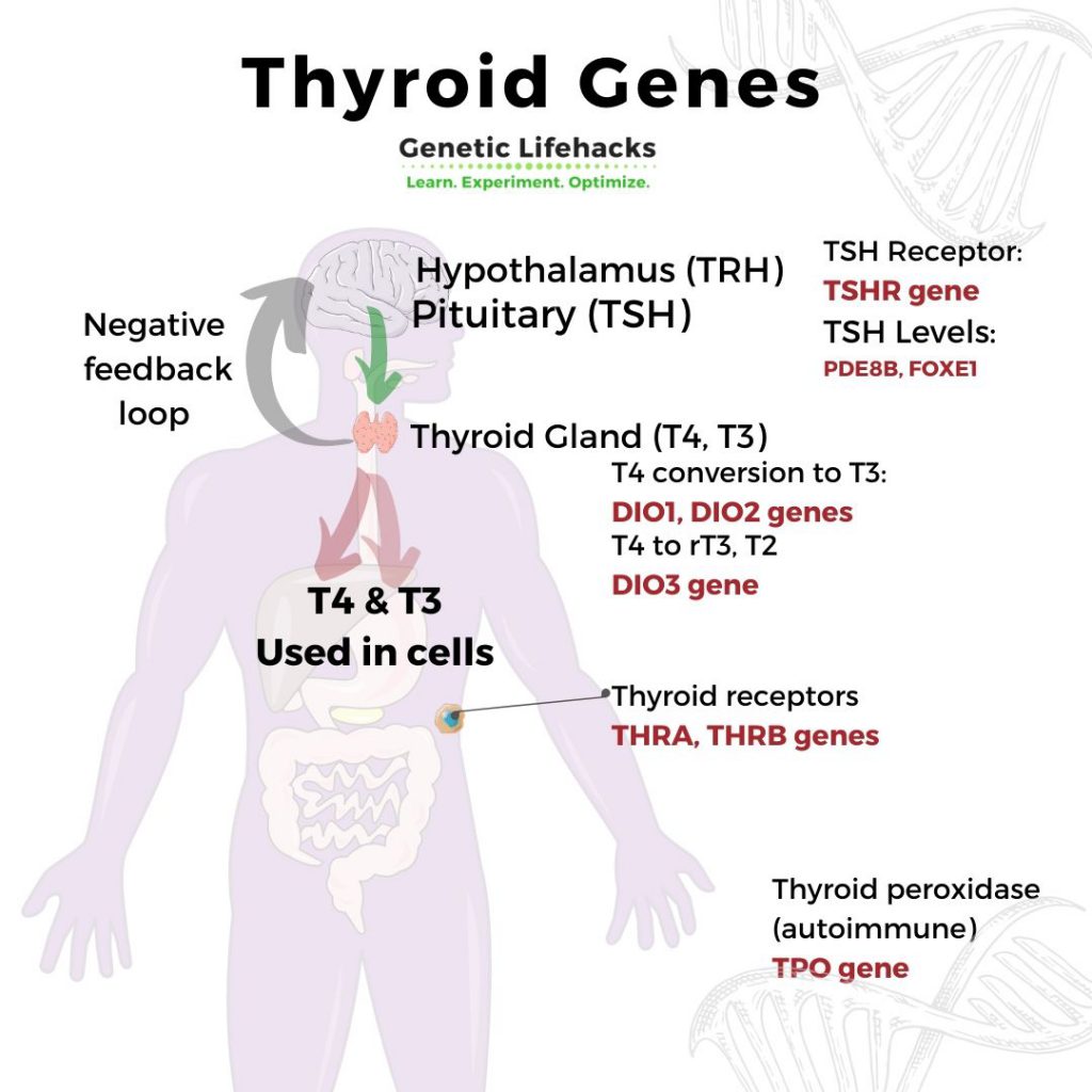 Thyroid deficiency causes: Genetics