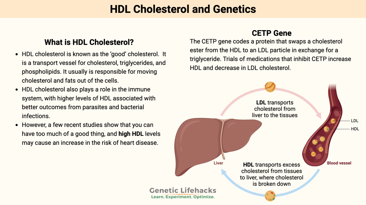 HDL Levels Can Be Genetic