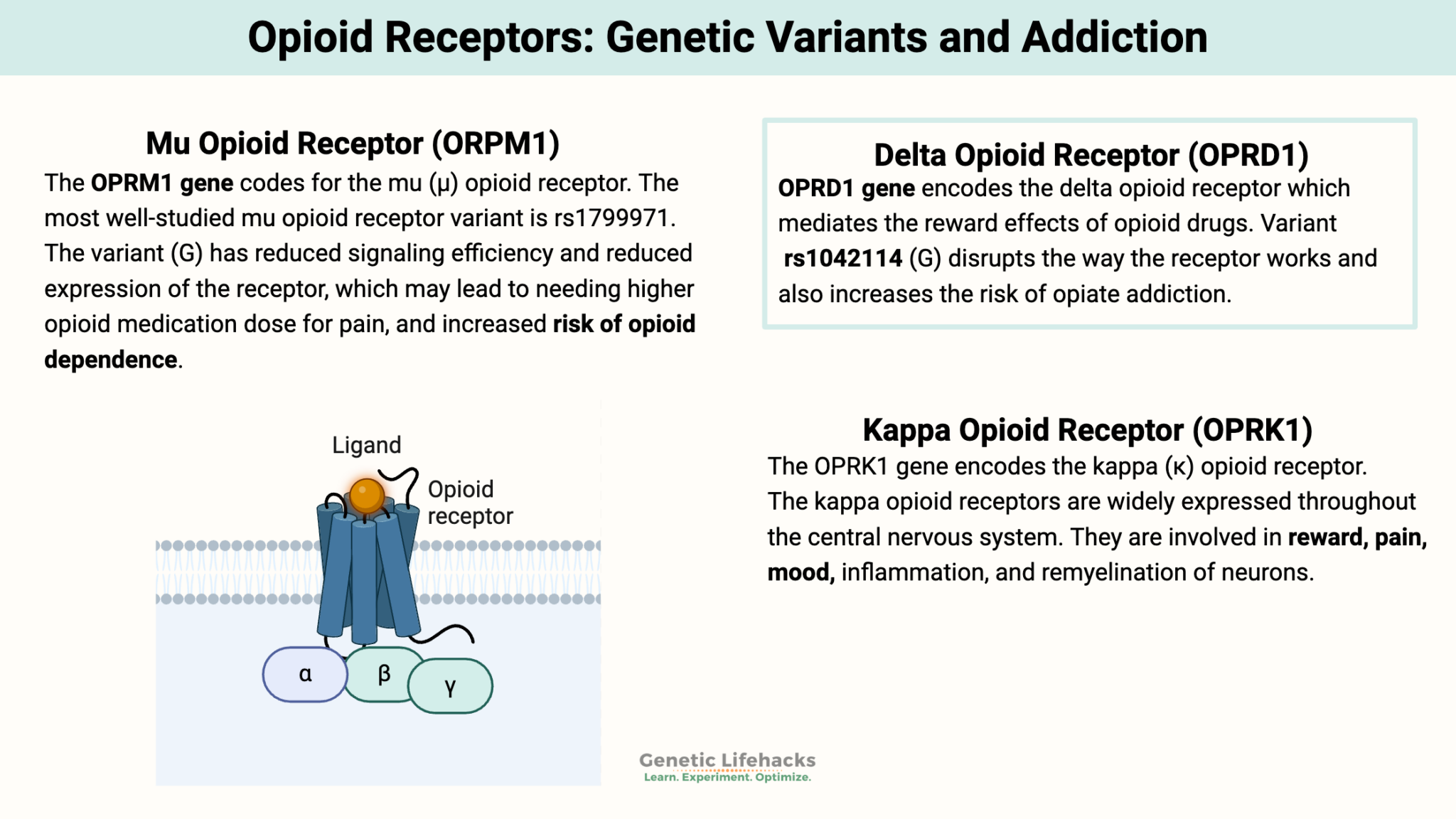 Opioid Receptors Genetic Variants and Addiction That Lead to Dependence ...