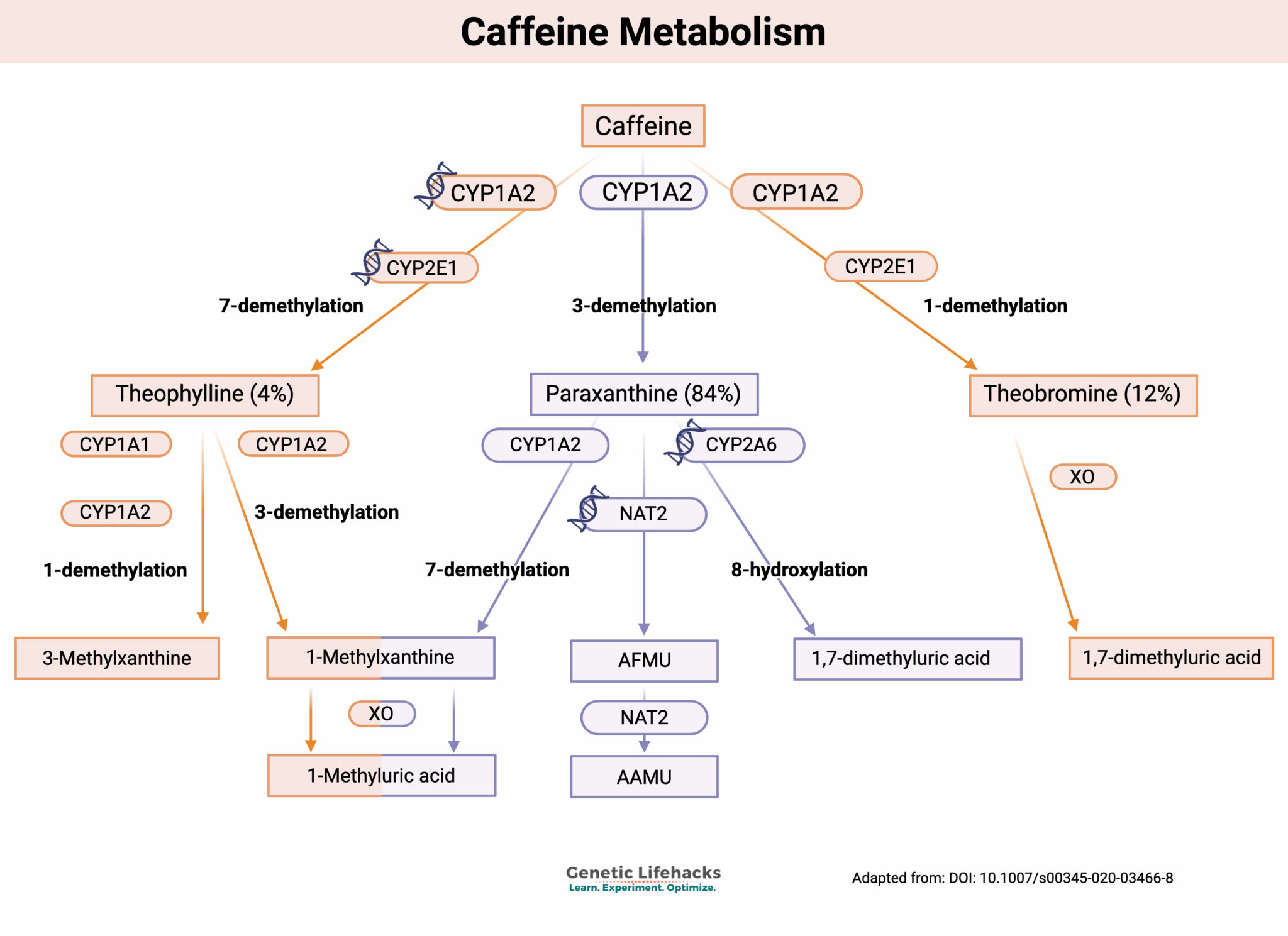 Caffeine Sensitivity and Your Genes