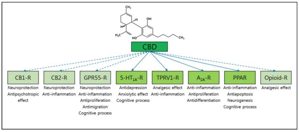 CBD Oil: Will it work for you?