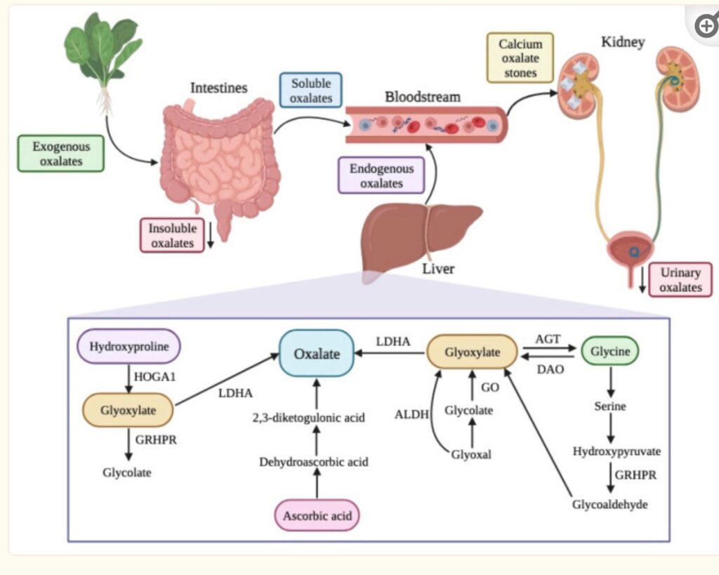 Oxalates: What Your Genes and Diet Say About Oxalate Health Issues