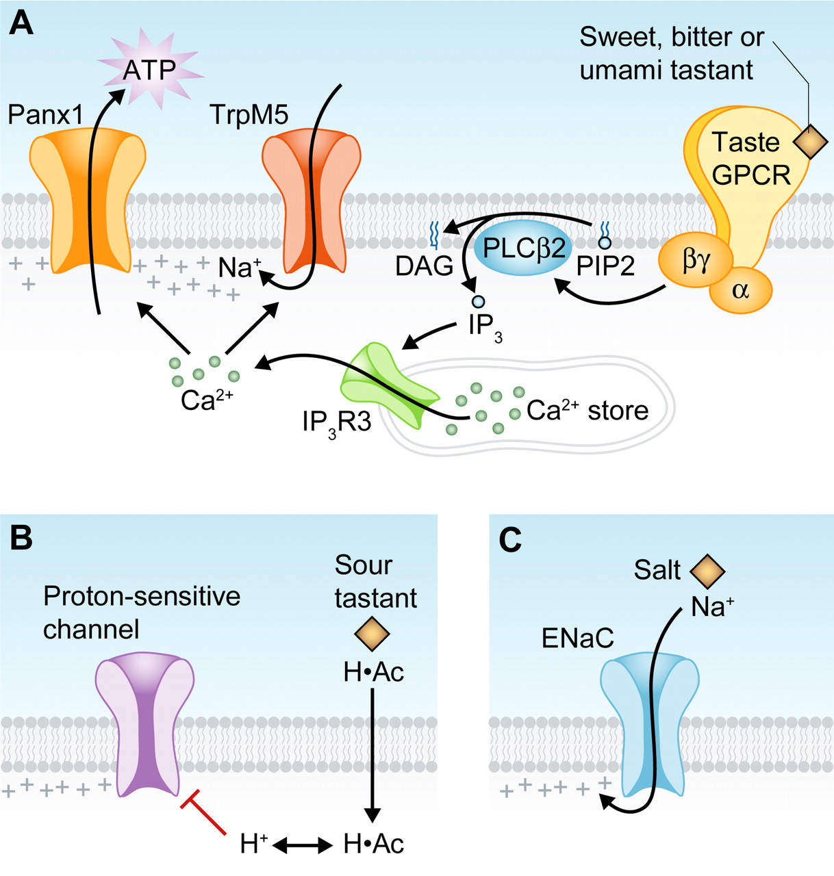 Wine Tasting Genes: How your genetic variants influence the way that ...