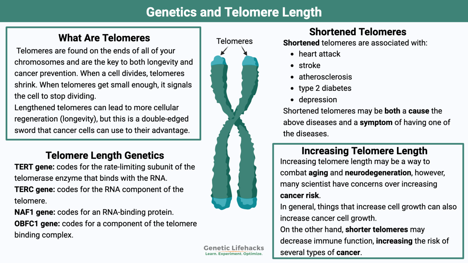 Telomere Length and Aging: Genetic Connection