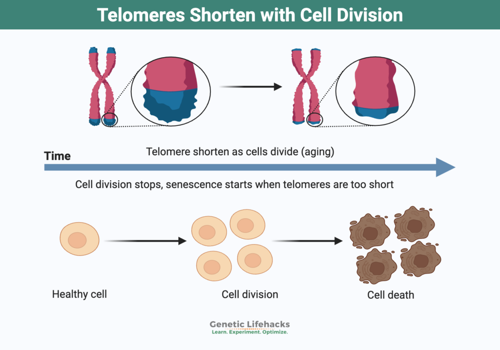 Telomere Length and Aging: Genetic Connection