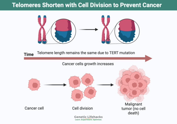 Telomere Length and Aging: Genetic Connection
