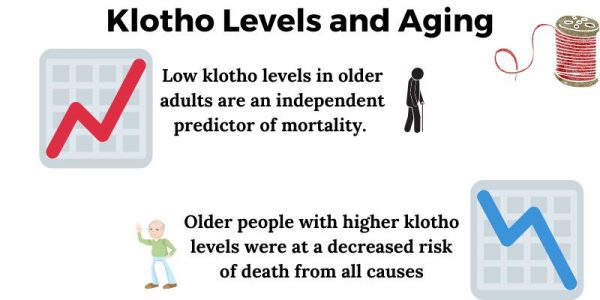 Klotho Gene: Increased Longevity and Brain Health