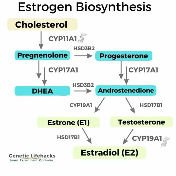 Estrogen: How It Is Made and How We Get Rid of It