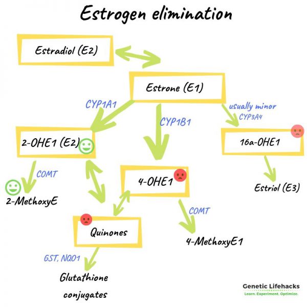 Genes Involved in Estrogen Metabolism