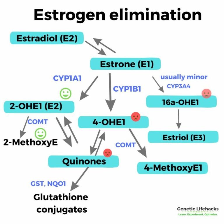 Estrogen: How It Is Made and How We Get Rid of It