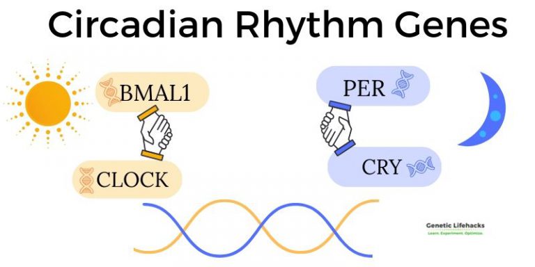 Circadian Rhythm Genes: Our Internal Clocks - Genetic Lifehacks