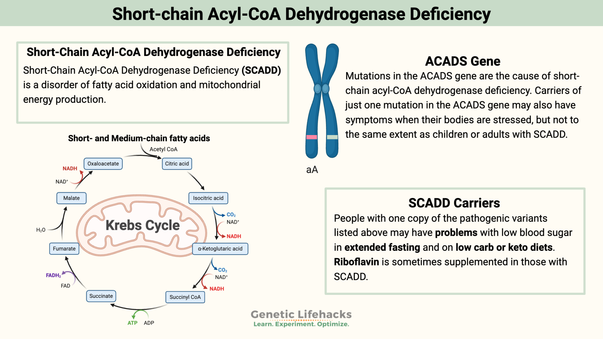 Short-chain Acyl-CoA Dehydrogenase Deficiency - Genetic Lifehacks