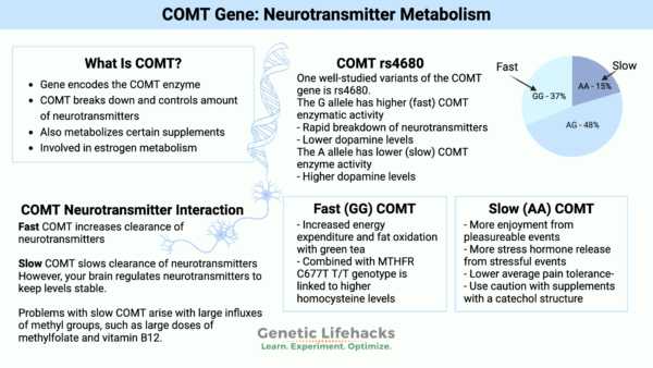 COMT Gene: Neurotransmitter Levels, Estrogen Metabolism, and SNPs