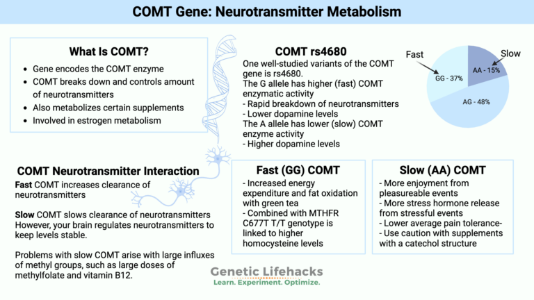 Methylation Cycle Articles and Genes - Genetic Lifehacks