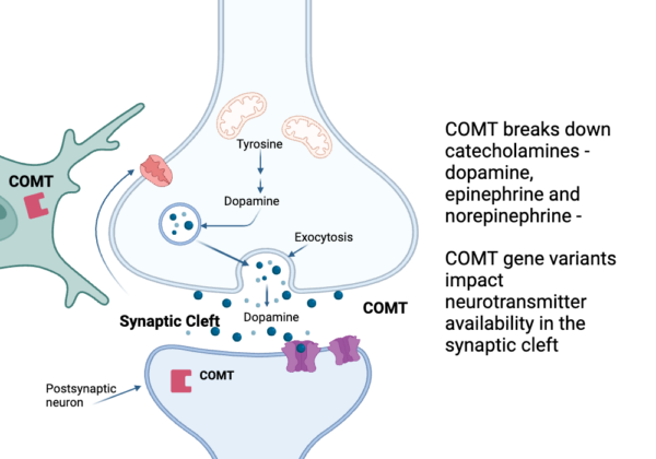 COMT Gene: Neurotransmitter Levels, Estrogen Metabolism, and SNPs