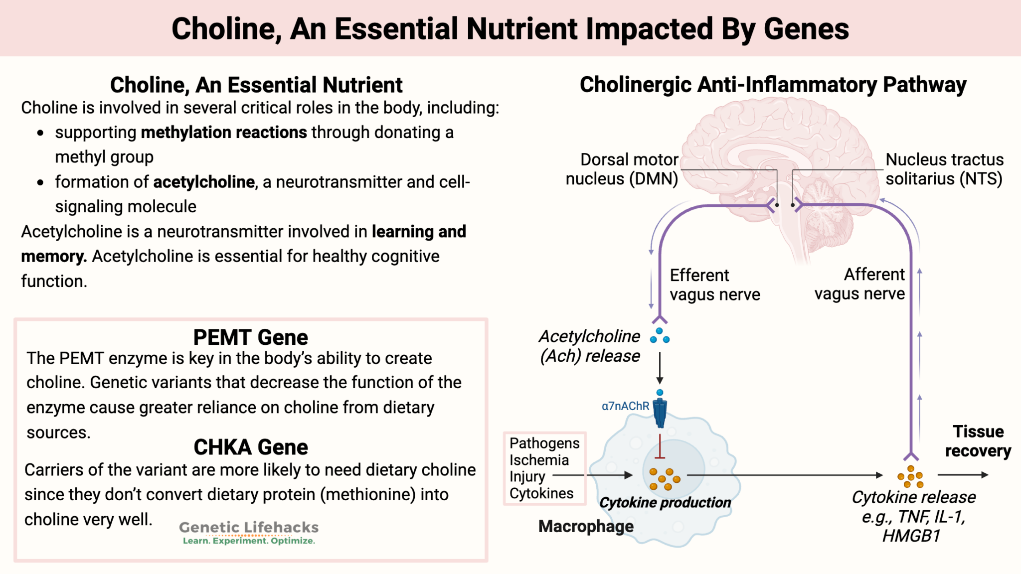 Choline, An Essential Nutrient Impacted By Genes