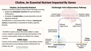 Choline, An Essential Nutrient Impacted By Genes