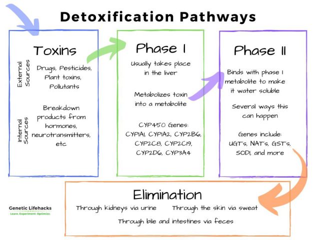 Detoxification: Phase I and Phase II Detox Genes - Genetic Lifehacks