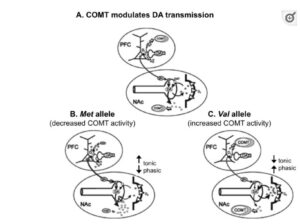 COMT Gene: Neurotransmitter Levels, Estrogen Metabolism, and SNPs