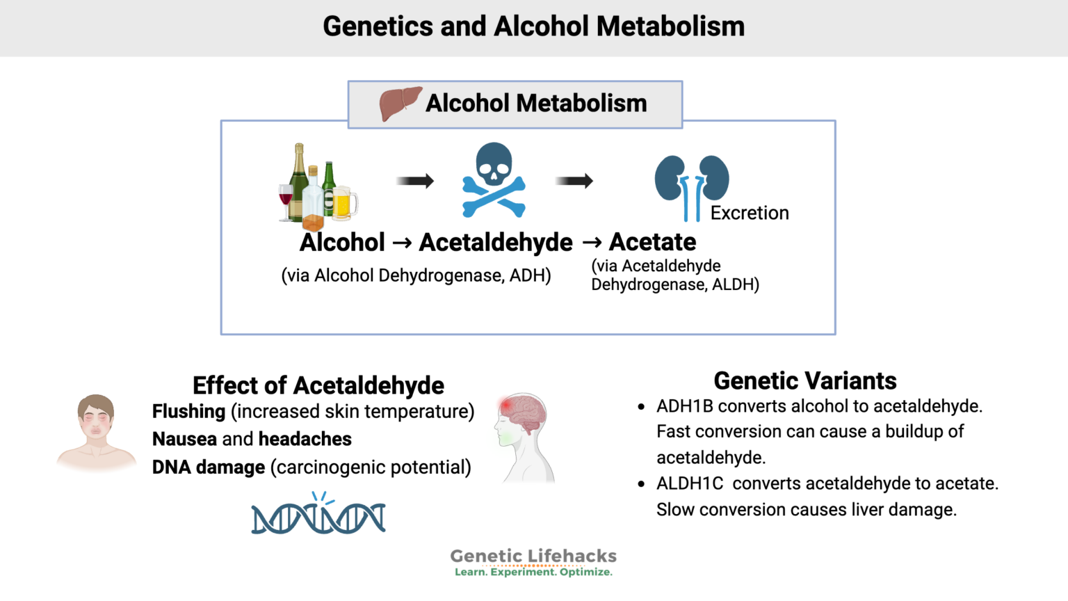 Alcohol Genes: Alcohol Metabolism Rate