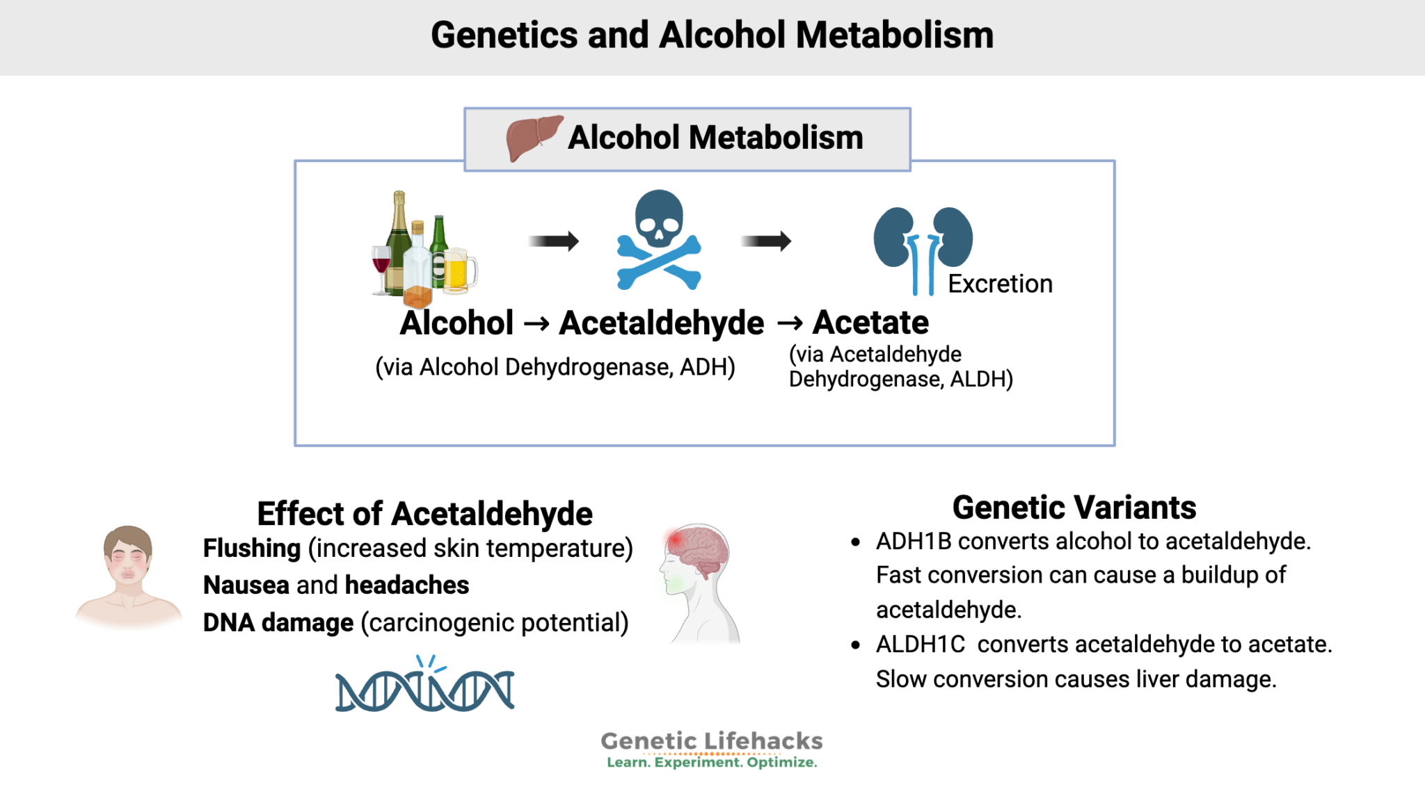 Alcohol Genes: Alcohol Metabolism Rate
