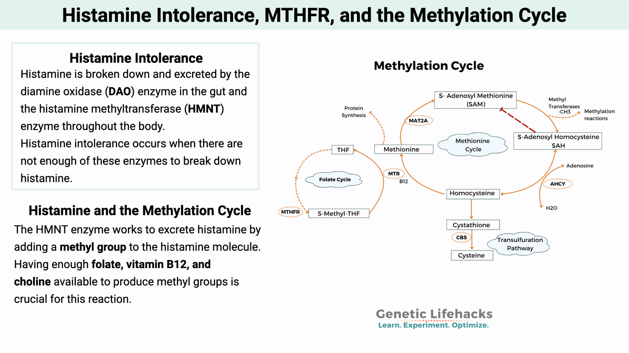 High Histamine, MTHFR, and Methylation Cycle