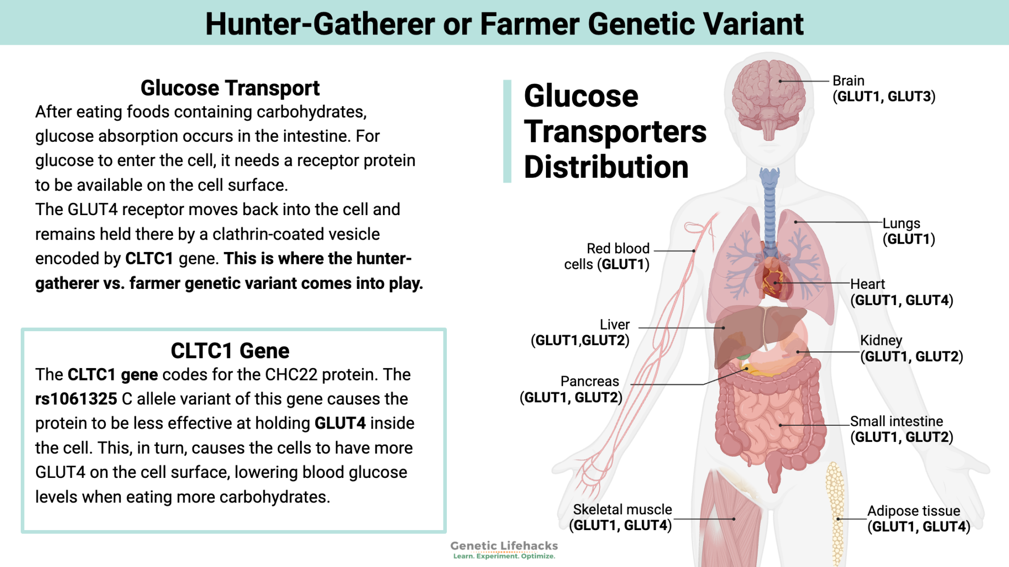 Hunter Gather and Farmer Genes