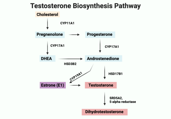 Testosterone: Genetic Variants that Impact Testosterone Levels