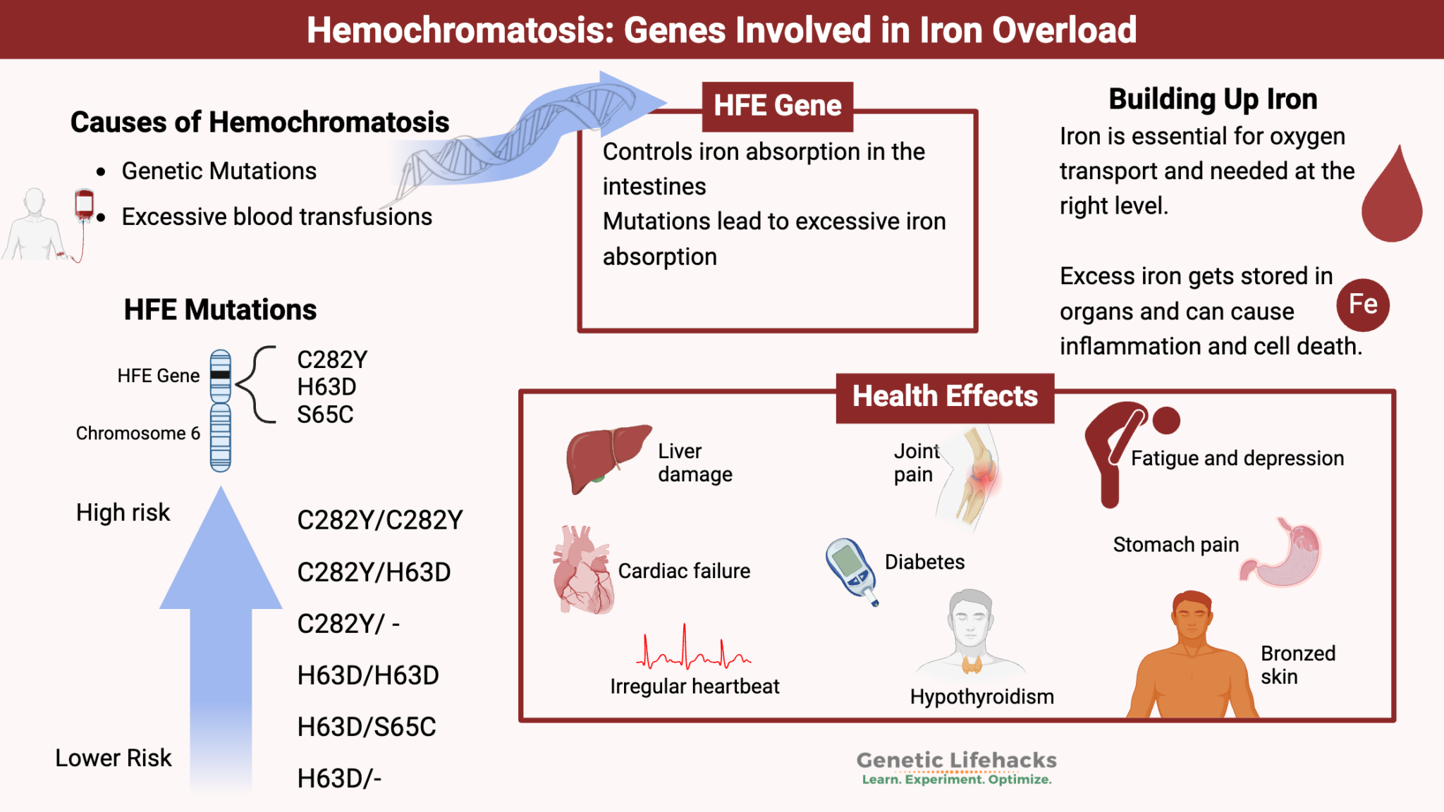 Too Much Iron: Hemachromatosis Mutations