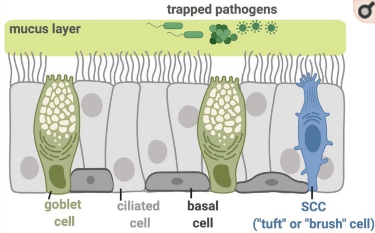 Chronic Sinus Infections: Genetics, Reasons, Solutions
