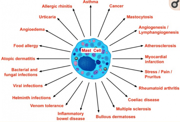 Mast Cell Diseases: MCAS, Genes, and Solutions